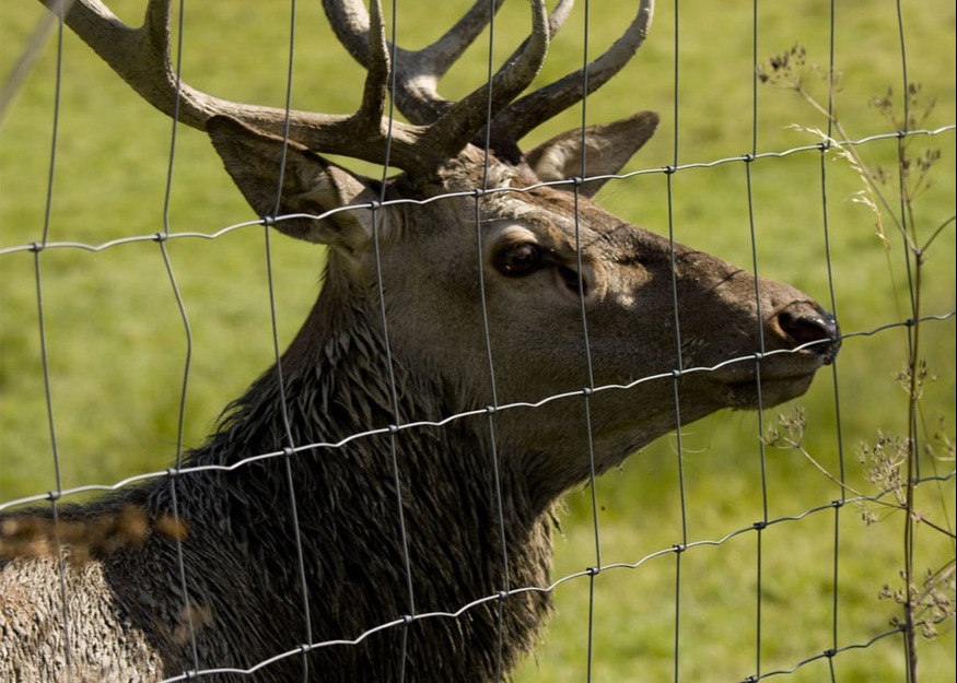 HT13/190/15 High Tensile 190cm X 100m Galvanized Steel Deer Fence Twill ...
