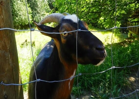 Galvanised Farm Hinge Joint Field Fence Metal Hog Wire Fence 1.2-1.44m